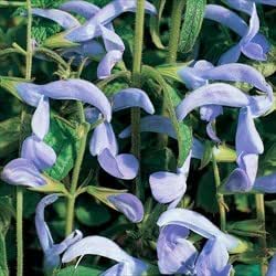 Amazon.com : Salvia (Sage) Patens Cambridge Blue 100 Seeds : Patio ...