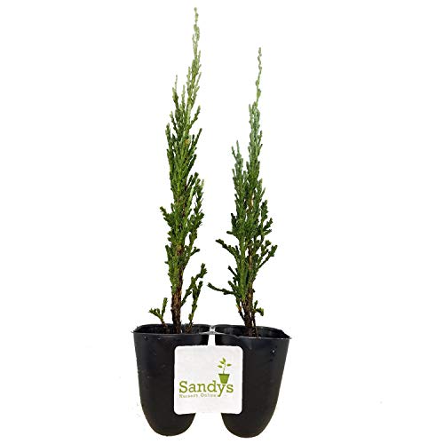 Find The Best Online Nursery For Trees Reviews & Comparison - Katynel