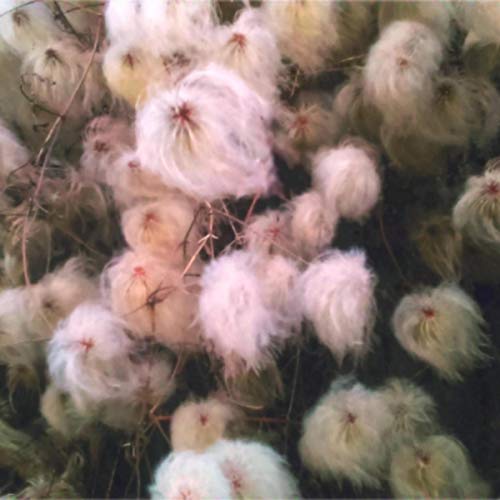 Play Carols by JVZ on Amazon Music