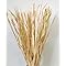 Amazon.com: 22 inch Dried Wild Sun Dried Palm Wispy Natural Leaf Frond ...