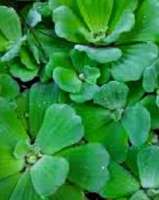 NATURE WORLD PREMIUM WATER CABBAGE/LETTUCE/NILE CABBAGE/WATER ROSE ...