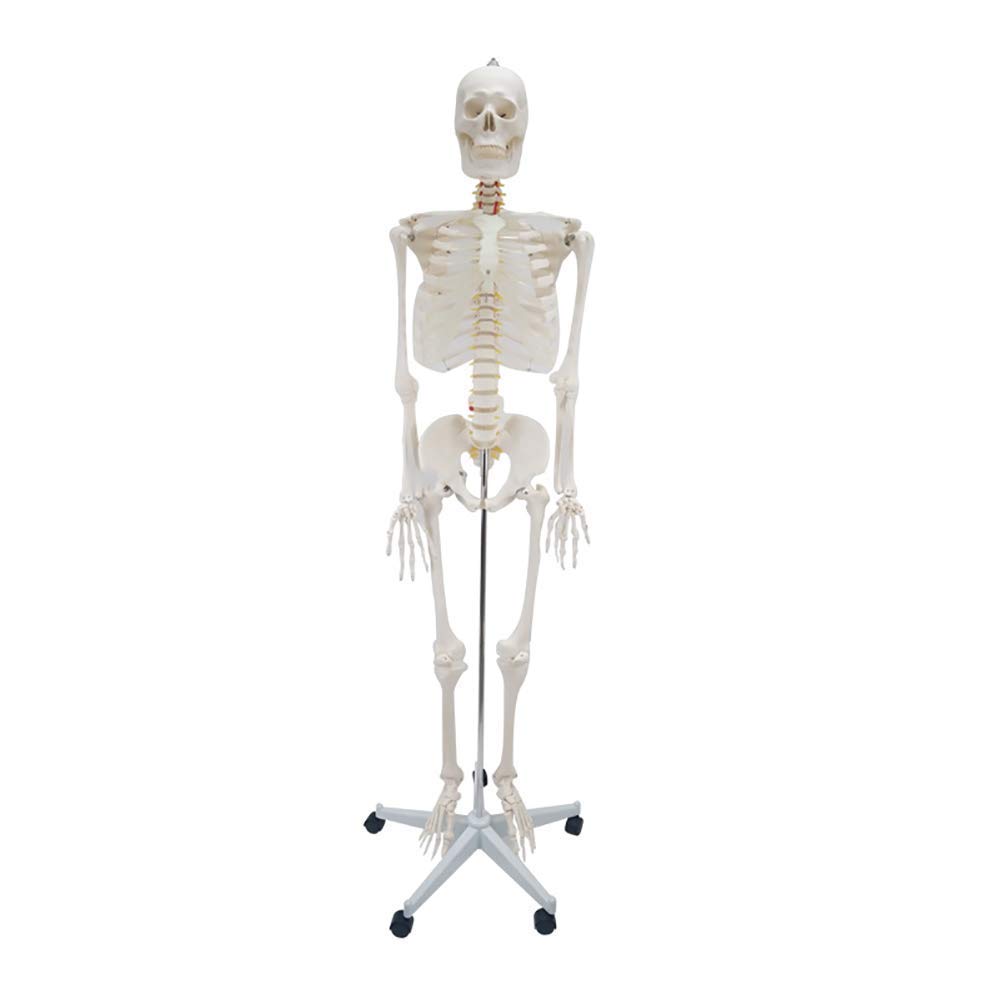 Whp Human Skeleton Model Life Size Detachable Skeleton Bone Model ...