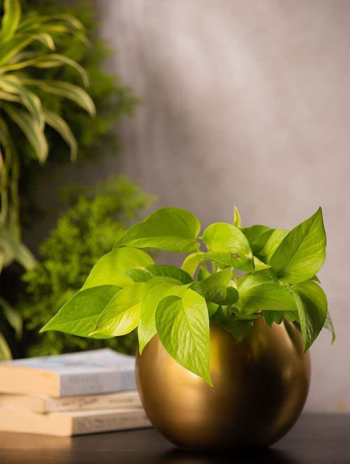 Infinity Decor Metal Golden Decorative Mini Indoor Planter Flower Pot ...