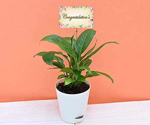 Vibrant Green Peace Lily Plant In White Plastic Pot With Congratulation ...