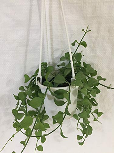 Amazon.in Bestsellers: The most popular items in Vines