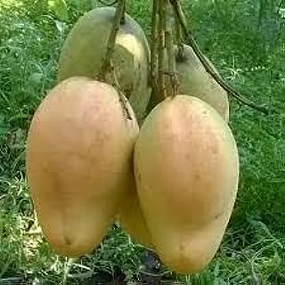 Very Sweet & Rear Dwarf All Time Mango Plant(Pack of-1) Helthya Live ...