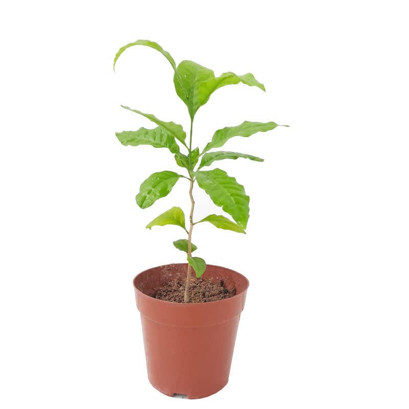 Buy Go4s Bel Patra/Bel Tree/Bilva Patra/Bael load of shiva with pot ...