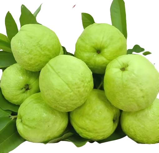 Guava Amrud (peyara) Plant Fruit Tree Best Fruit Plants For Home ...