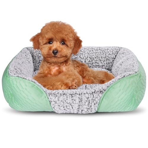 What Size Bed For A Cavapoo? (Small, Medium, or Large - Explained ...