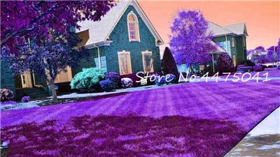 80Pcs Rainbow Lawn Grass Seeds, Lawn Seeds,Perennial Flowers Garden ...