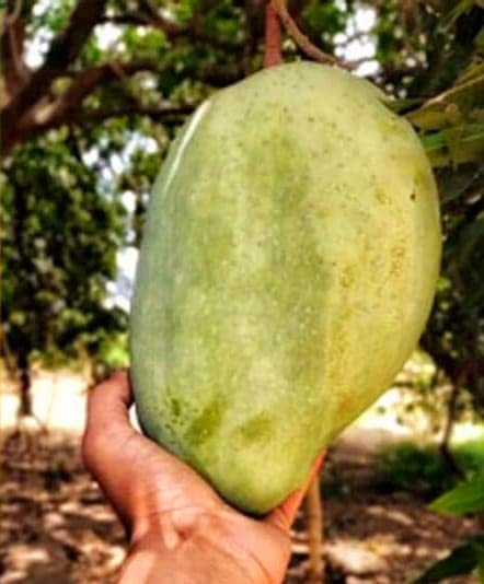Green Woodland Noorjahan Mango Plant-Grafted Variant Fruit Plant ...