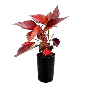 Buy Acalypha Red Plant Online at Low Prices in India - Amazon.in