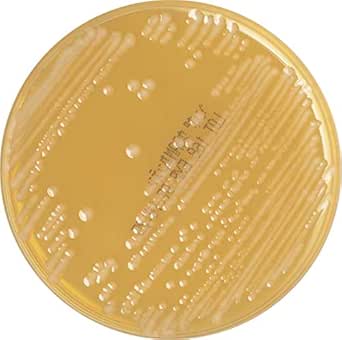 Amazon.co.jp: Shimazu Diagnostics Live Media Acurate™ Modified GAM Agar ...