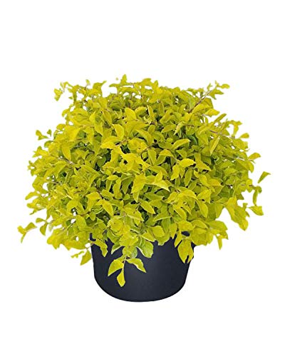 Buy Vine Duranta erecta 'Gold Mound', Golden Dewdrop, Duranta Repens ...