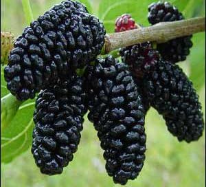 Amazon.com : 2-3' Superberry Black Mulberry Tree, Sweet Fruit to Enjoy ...