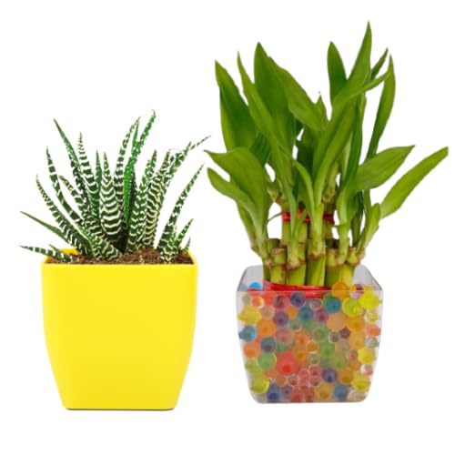 Phulwa | Two Layer Lucky bamboo Plant With Zebra Haworthia Plant ...