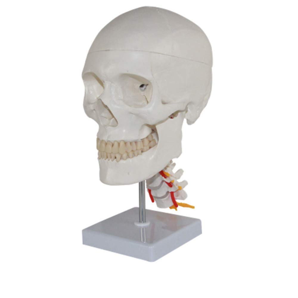 Buy Medical Human Skull Model Human Anatomy Model LifeSize Skull with ...