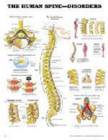 Buy The Human Spine - Disorders Book Online at Low Prices in India ...