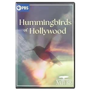 Amazon.com: NATURE: Hummingbirds of Hollywood DVD : Terry Masear, Sally ...