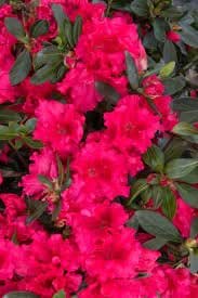 Amazon.com: Indoorbonsaiandexotics red ruffle azalea one gallon : Patio ...