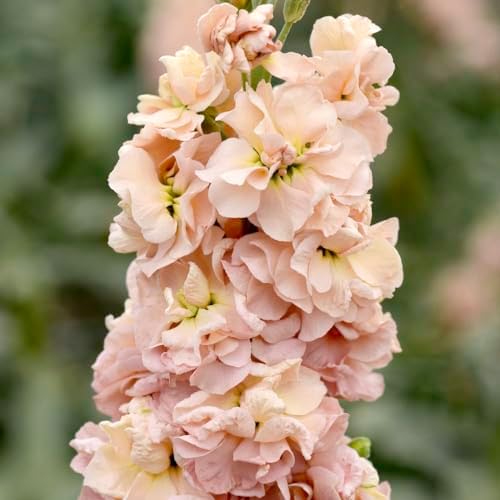 Stock Apricot Column - Hardy Annual - Exquisite Peach Blooms with ...