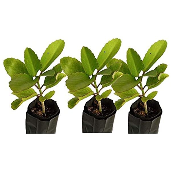MVKR - Ranakalli/Ranapala Live Plant Kidney Stone Plant Kalanchoe ...