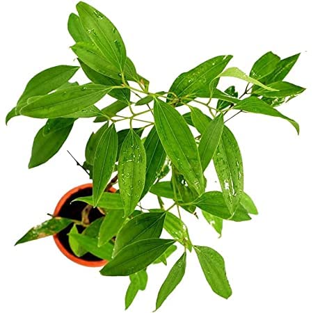 Cloud Farm Live Tej Patta, Tamalpatra, Indian Bay Leaf Plant/size 18 to ...