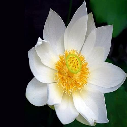 Angel Wings Lotus Flower Seed- 6 : Amazon.in: Garden & Outdoors