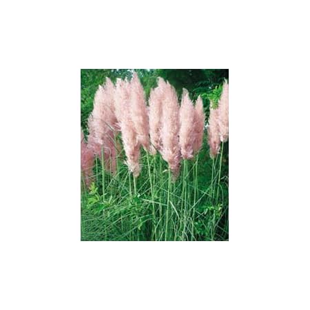 PAMPAS GRASS - Pink Feather - 50 SEEDS PERENNIAL : Amazon.co.uk: Garden ...