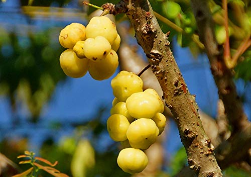 Creative Farmer Fruit Plant Star Gooseberry/Crisp Garden (1 Healthy ...