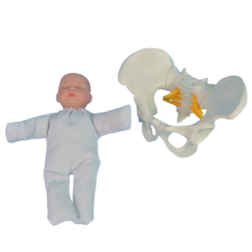 Hjk Mini Female Pelvis And Baby Model Female Pelvis Childbirth ...