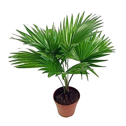 PB HONEY PRIYA PLaNTS Live China Palm Tree Indoor Air Purifying Plant ...