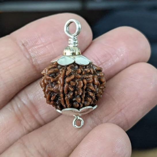 Rare Gems Gallery Attractive Ashtamukhi with Capping 8 Mukhi Rudraksha ...