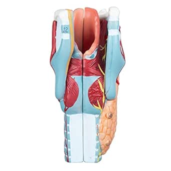 LVCHEN 2X Human Larynx Model - Anatomically Accurate Throat Model with ...