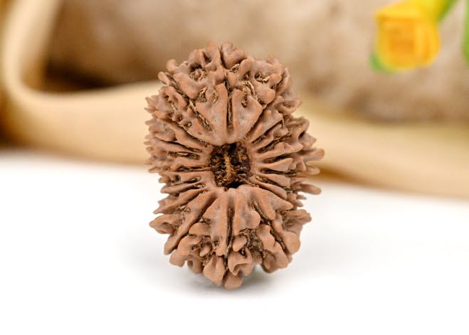 The Millennium Gallery Extremely Rare 21 Mukhi Rudraksha Original ...
