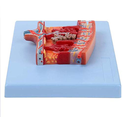 Buy Educational Model,d Placenta Model,Human Reproductive System ...