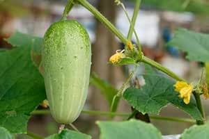 Khira Seeds for Garden (Cucumber Seeds) Pack of 16 : Amazon.in: Garden ...