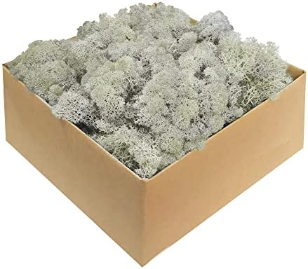 GJS Muschio stabilizzato - Vero Muschio Decorativo Naturale Vivo ...