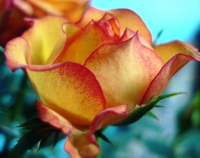 Amazon.com : Sub Zero Hybrid Tea Rose Plant - Kordes Perfecta, Pink ...