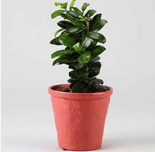 Ficus Compacta plants : Amazon.in: Garden & Outdoors