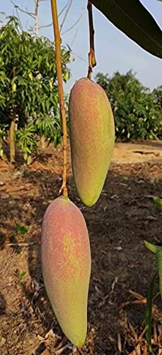 Nectar Garden Naga Chang Deeng Mango Plant-grafted Variant Plant ...