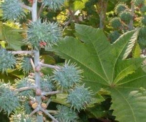 Live Arandi/Castor/Andaua Medicinal Plant : Amazon.in: Garden & Outdoors