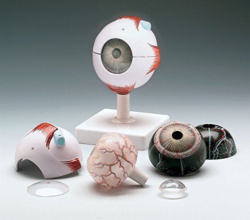 Human Eye Model : Anatomical Chart Company: Amazon.co.uk: Books