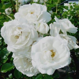 Amazon.com : Climbing Rose Seeds Climber Pure White Perennials Flower ...