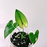 ・ブランド:ノーブランド品・製造元:ノーブランド品・モデル:NON・製造元/メーカー部品番号:NON・フィロデンドロン ゴエルディ ミント バリエガータ