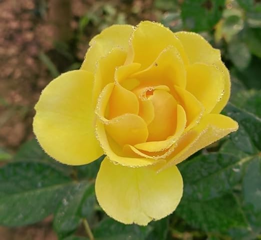 MB Nursery Camelia Cameliya flower plant Camellia japonica Kaimelia ...