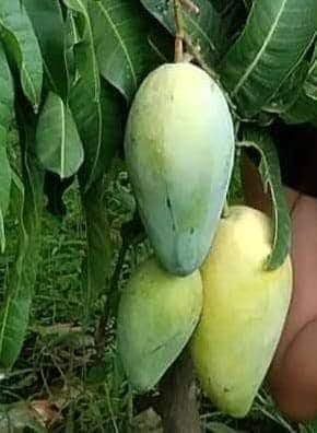 THE GREEN VIEW GARDENS Thai Catimon Katimon All Time Sweet Fruit ...