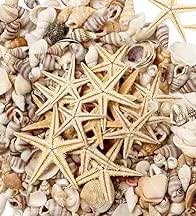 Amazon.com: SBYURE 800 PCS Tiny Sea Shells Small Natural Starfish Mixed ...