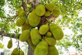 jackfruit (kathal) and curd together Live Tree, Plant with Pot-4" Free ...