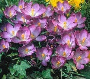 4: Semillas de azafrán, semillas de flores de azafrán, semillas de ...